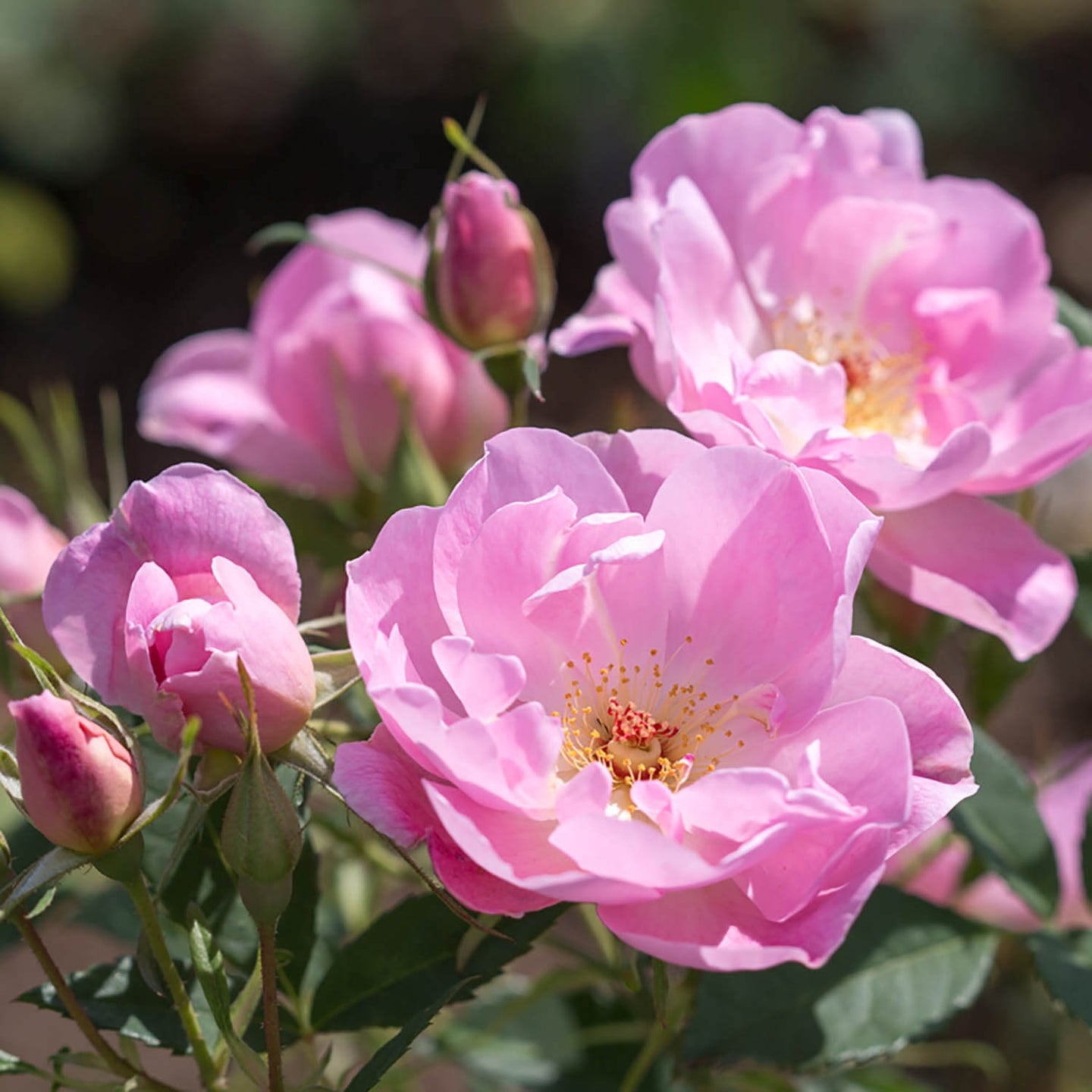 The Lady's Blush | English Shrub Rose | David Austin Roses