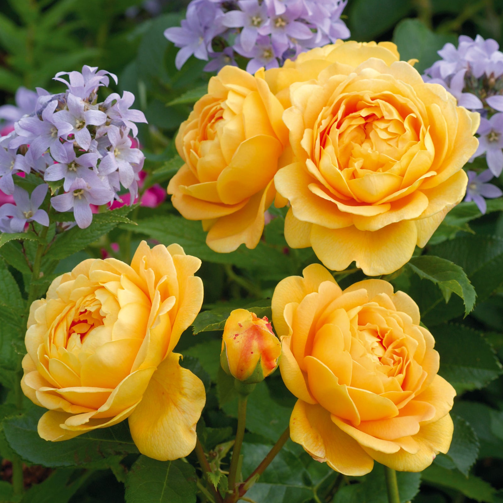 Golden Celebration (Ausgold) | English Shrub Rose | David Austin Roses