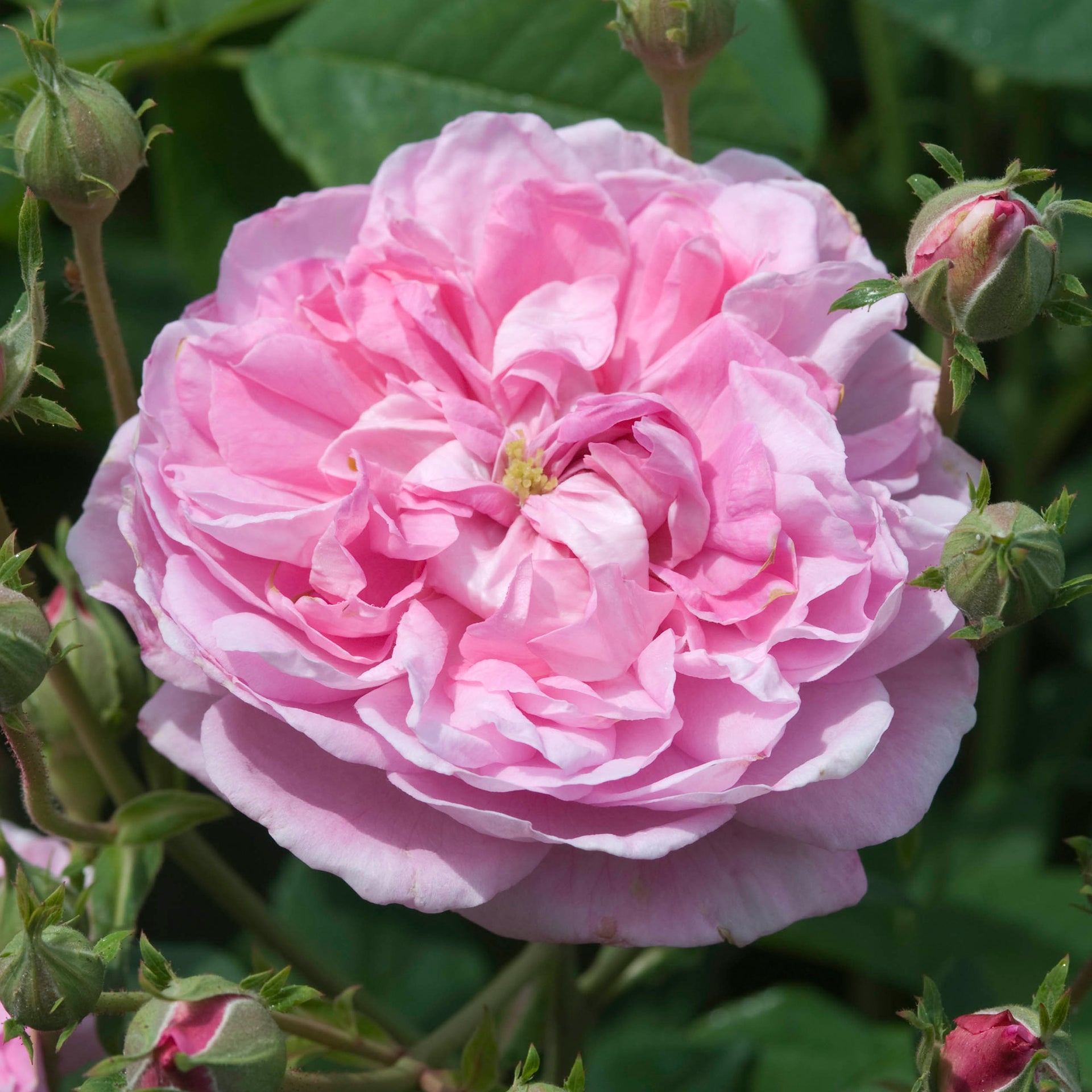 Ispahan | Old Rose | David Austin Roses