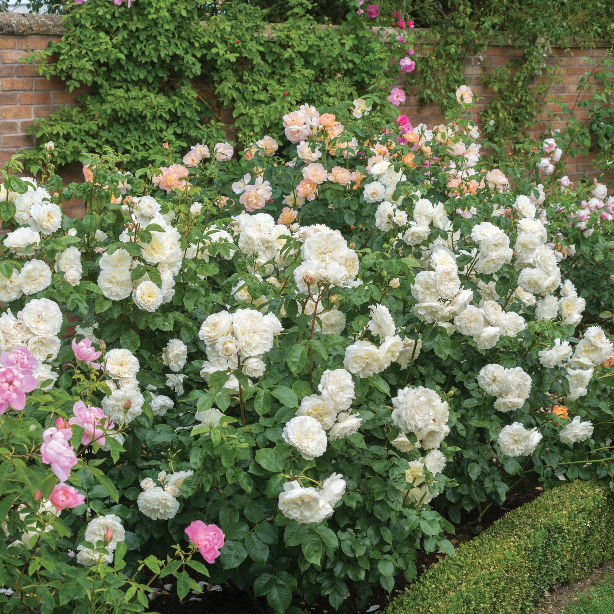 Tranquillity (Ausnoble) | English Shrub Rose | David Austin Roses