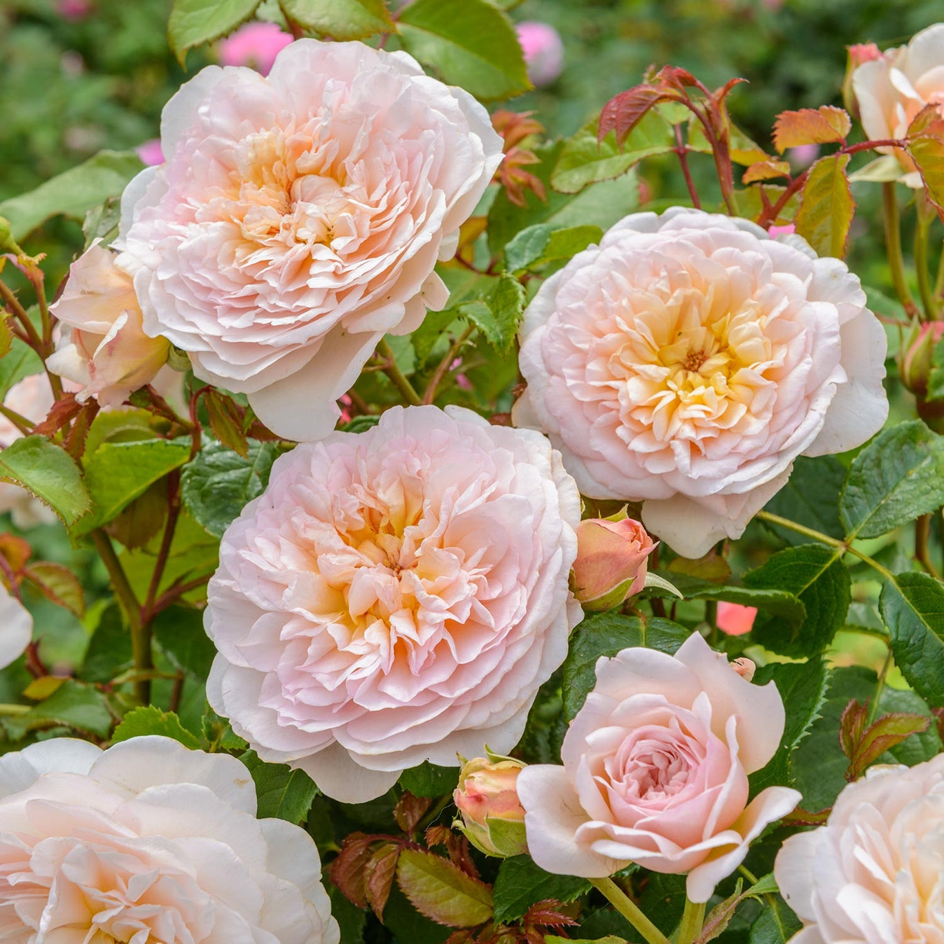 Tree Roses - David Austin Roses