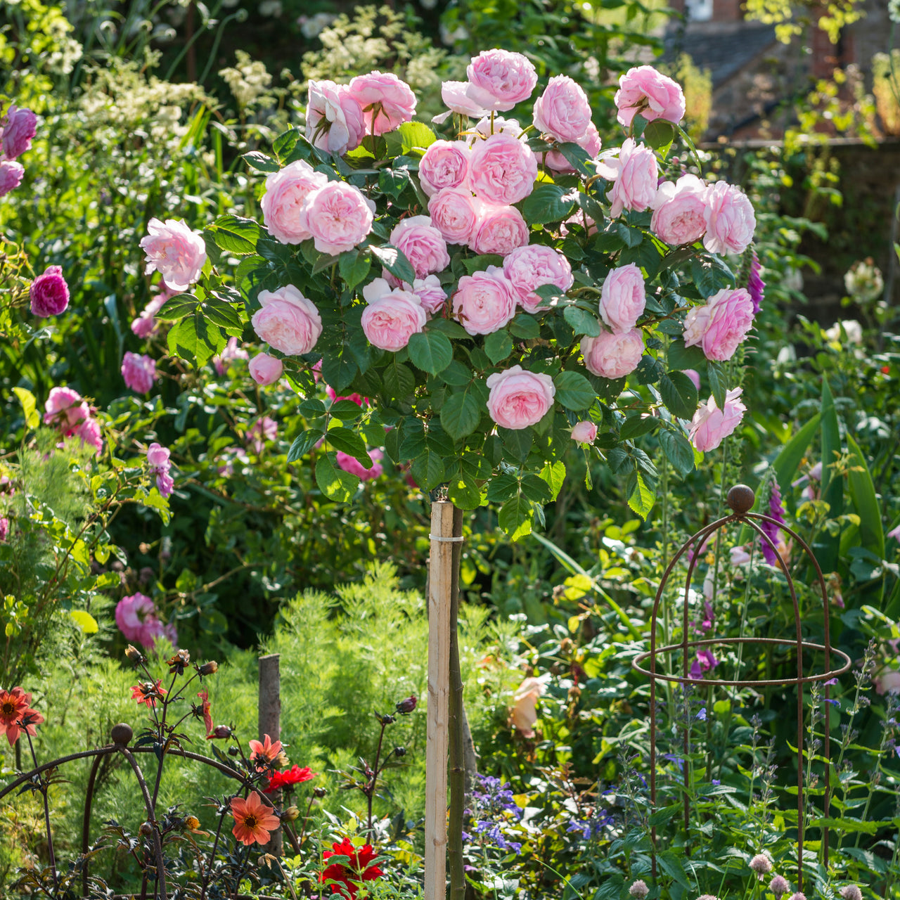 Tree Roses - David Austin Roses