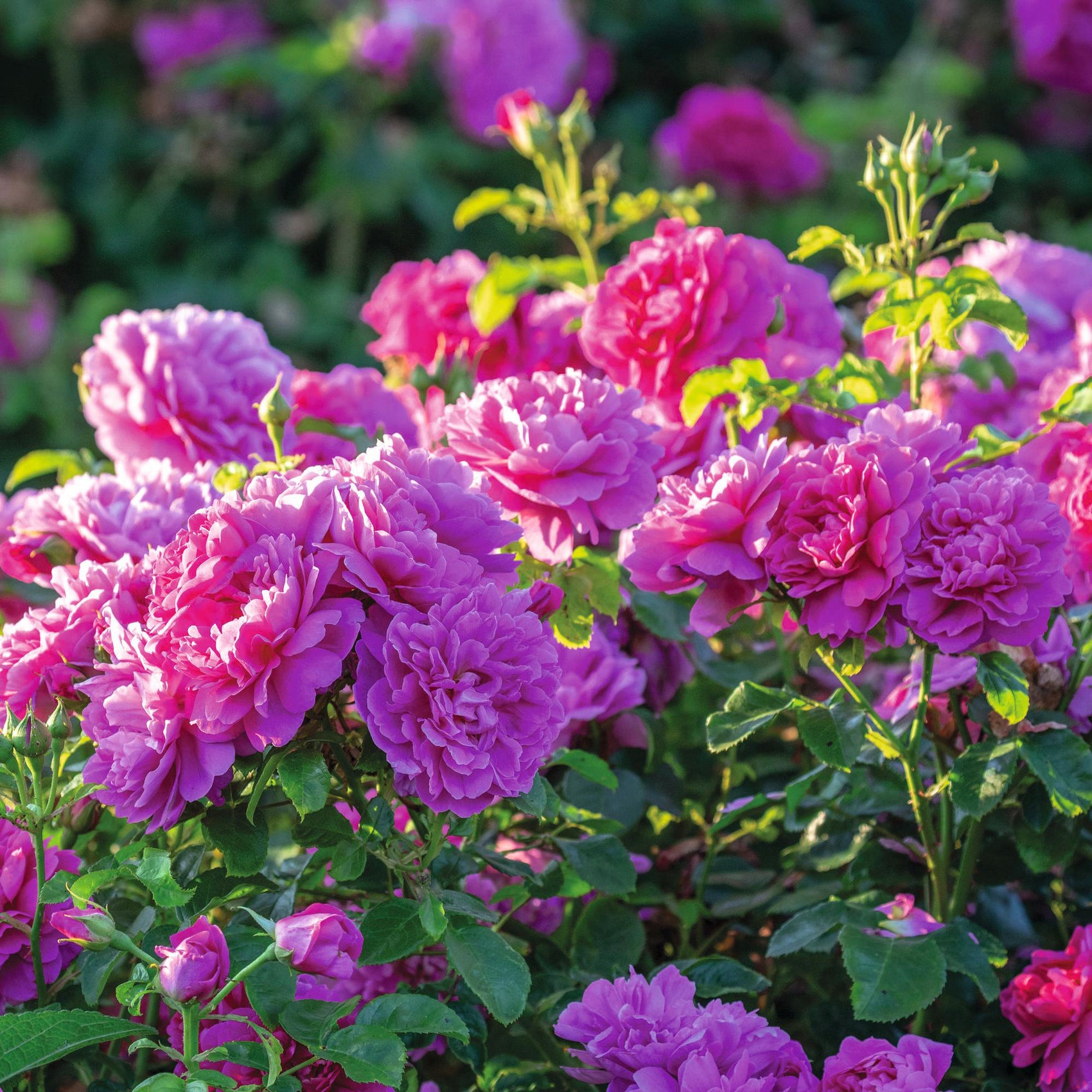 Princess Anne (Auskitchen) | English Shrub Rose | David Austin Roses