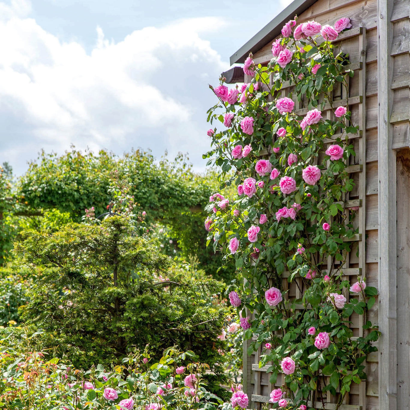 Gertrude Jekyll | English Climbing Rose | David Austin Roses