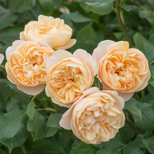 Roald Dahl (Ausowlish) | English Standard Tree Rose | David Austin Roses