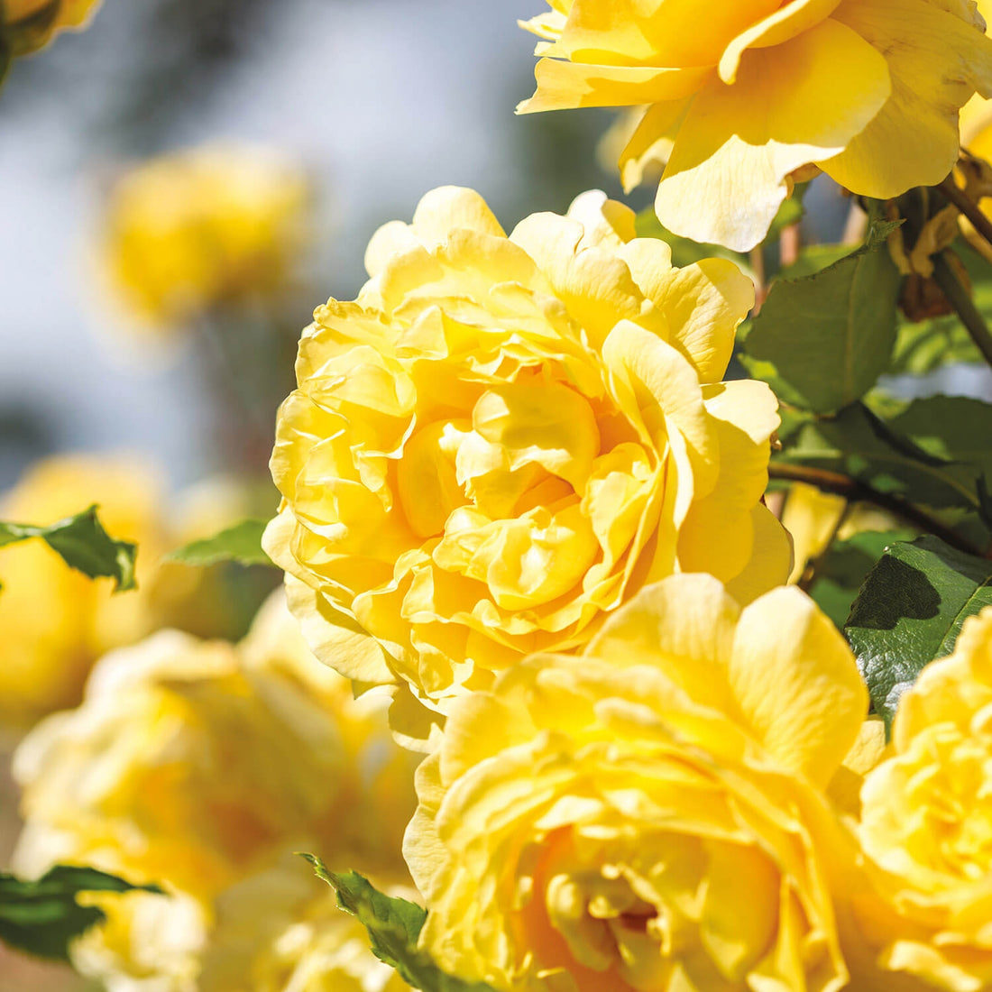 Roses for Growing in Pots and Containers - David Austin Roses