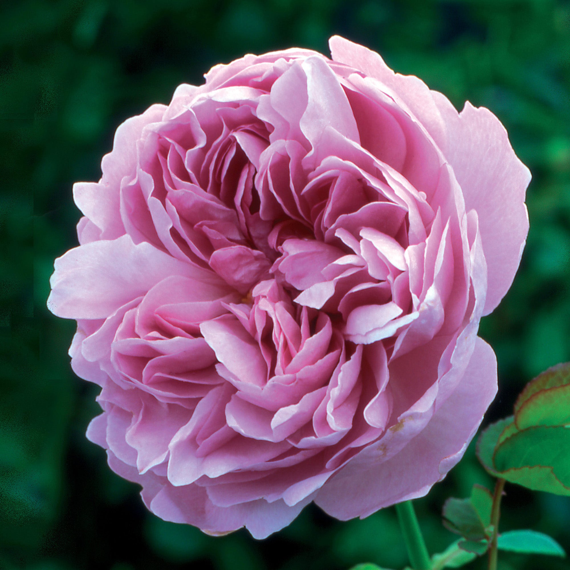 Charles Rennie Mackintosh (Ausren) | English Shrub Rose | David Austin ...