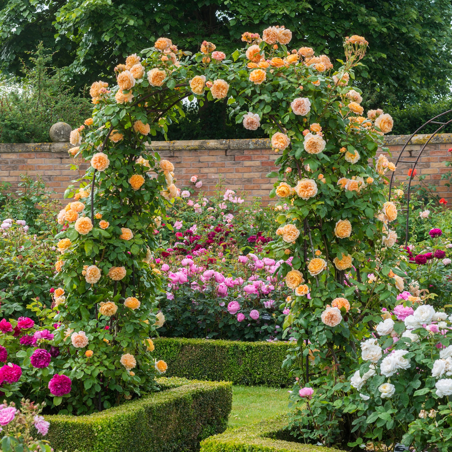 Crown Princess Margareta (Auswinter) | English Climbing Rose | David ...