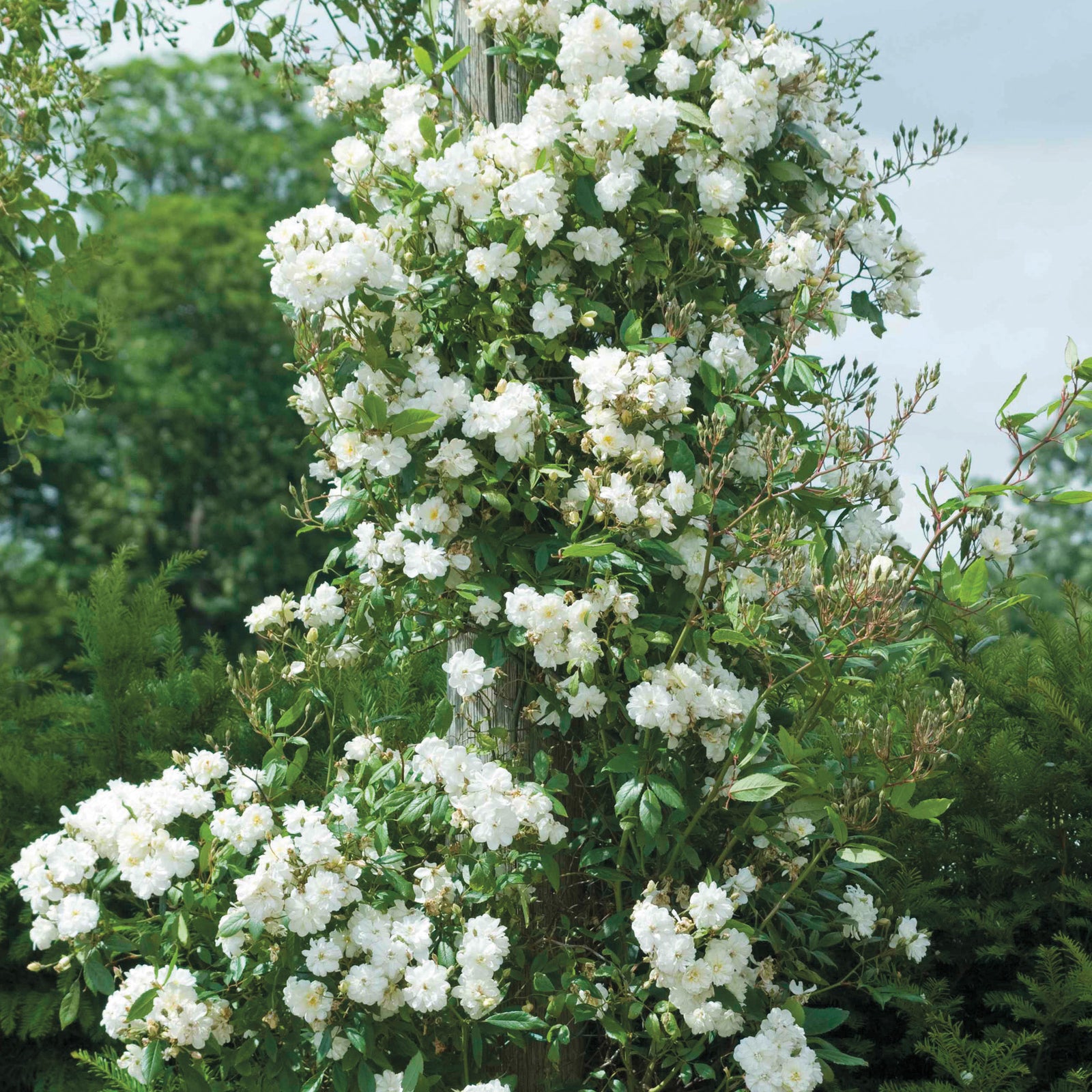 Rambling Roses - David Austin Roses