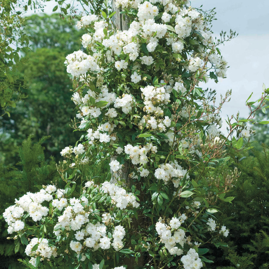 Rambling Roses - David Austin Roses