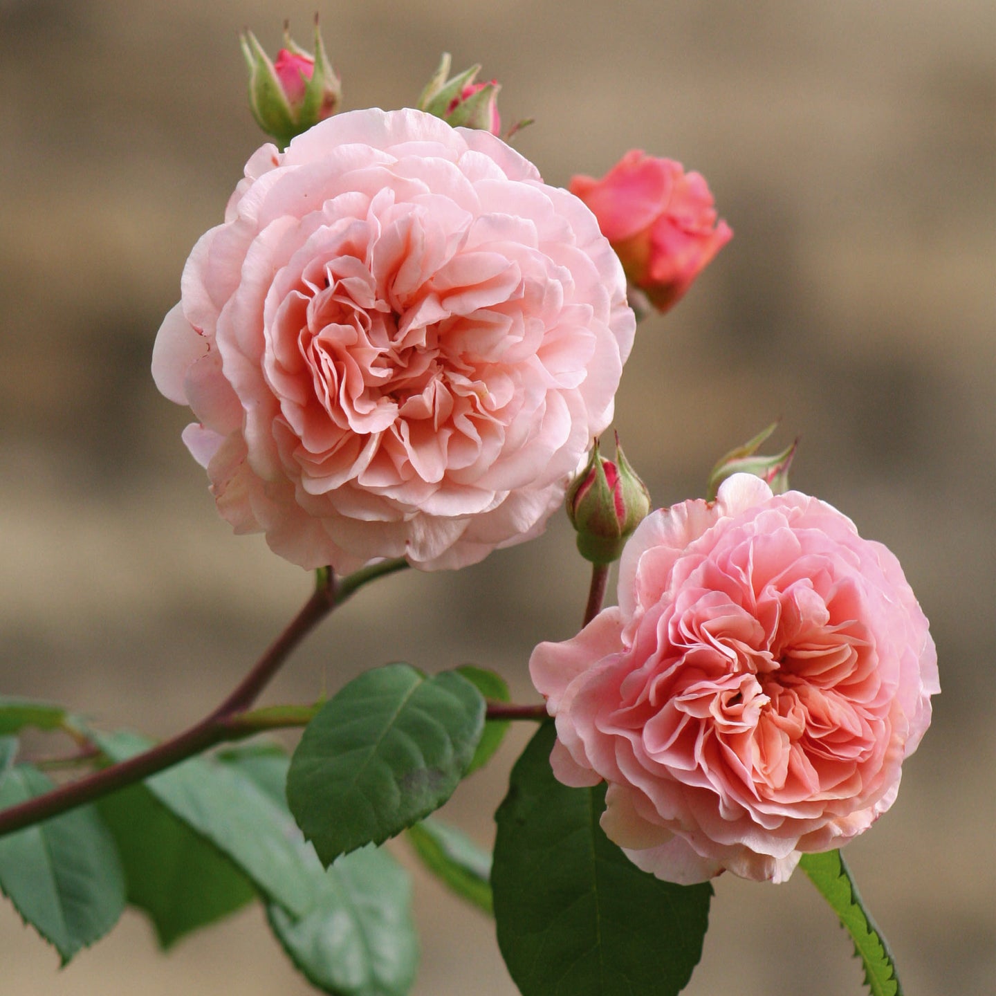 Leander | English Shrub Rose | David Austin Roses