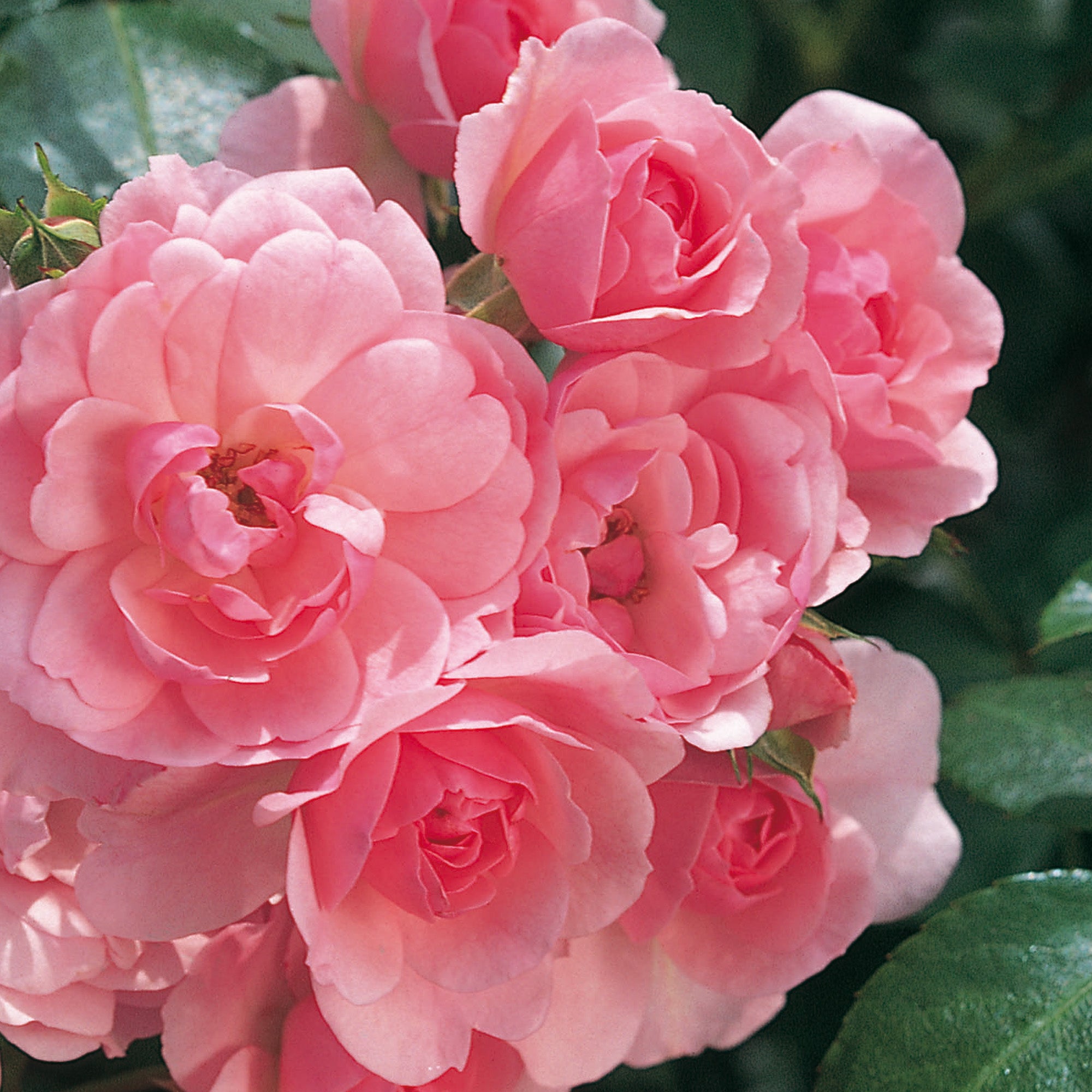 Bonica (Meidomonac) | Shrub Rose | David Austin Roses