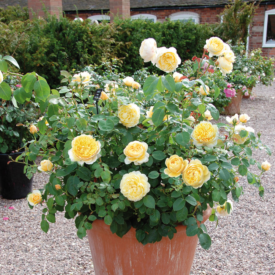 Charlotte (Auspoly) | English Shrub Rose | David Austin Roses