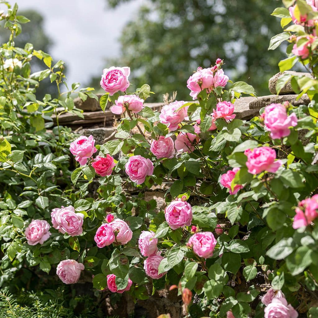 Constance Spry (Ausfirst) | English Climbing Rose | David Austin Roses