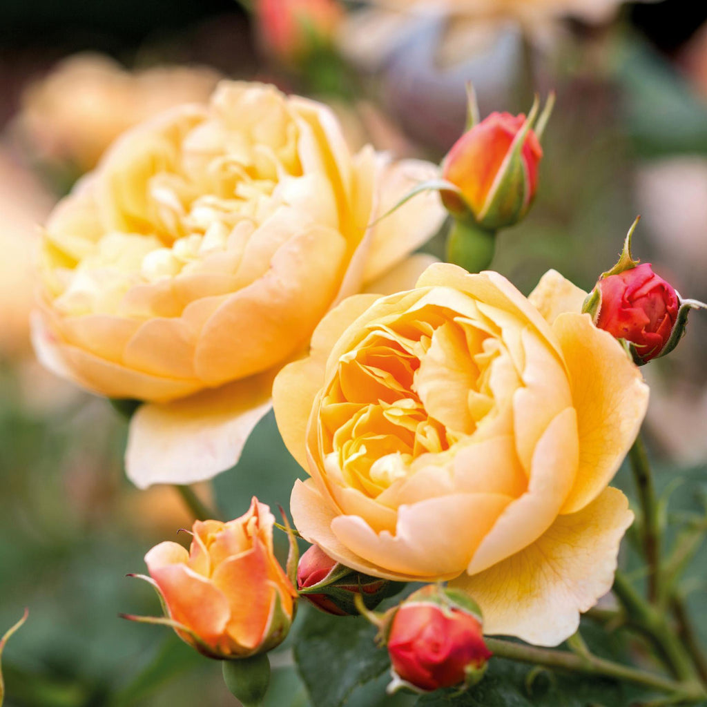 Apricot & Orange Roses - David Austin Roses