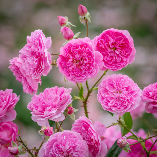 Roses for Growing in Pots and Containers - David Austin Roses