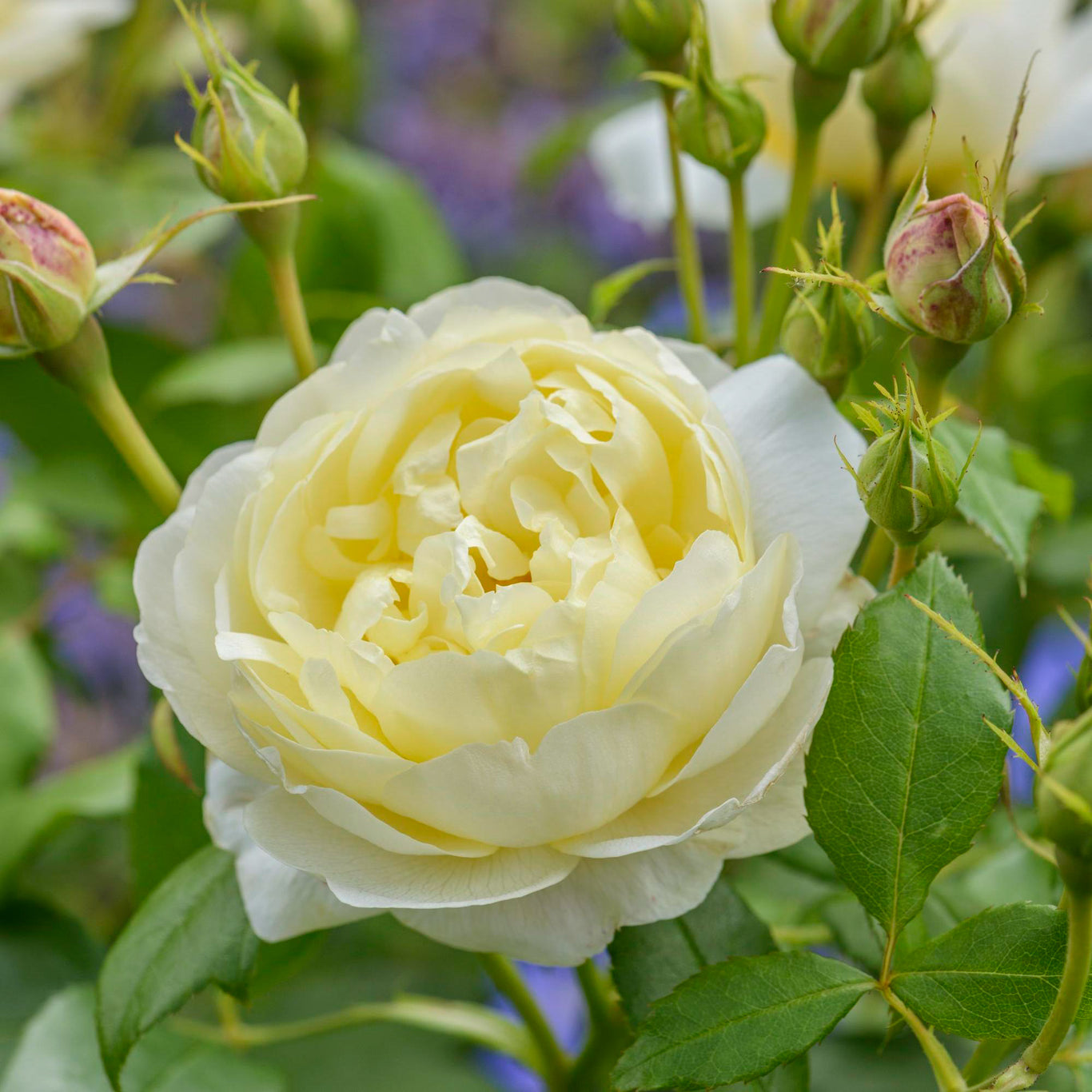 Vanessa Bell (Auseasel) | English Shrub Rose | David Austin Roses