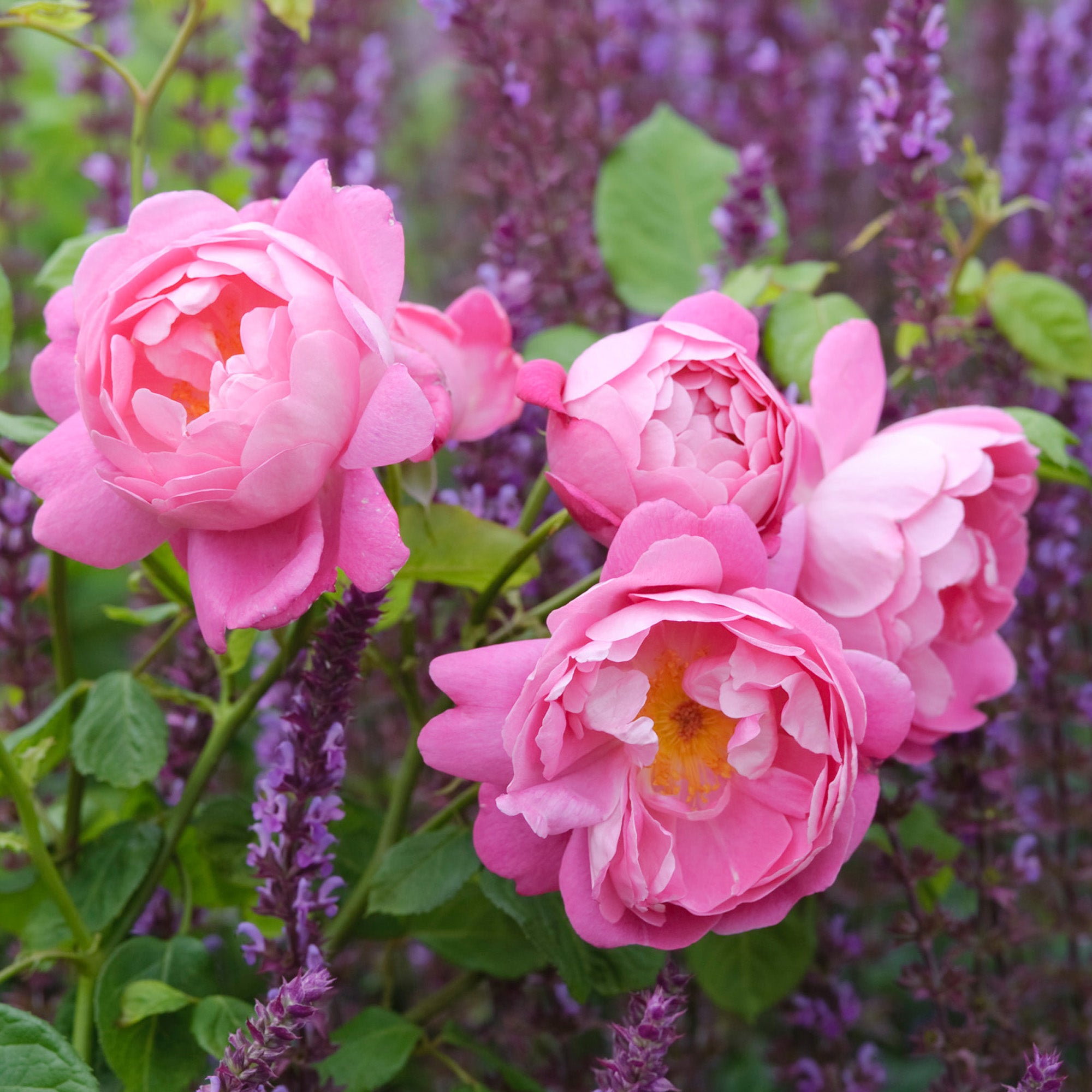 Corvedale (Ausnetting) | English Shrub Rose | David Austin Roses