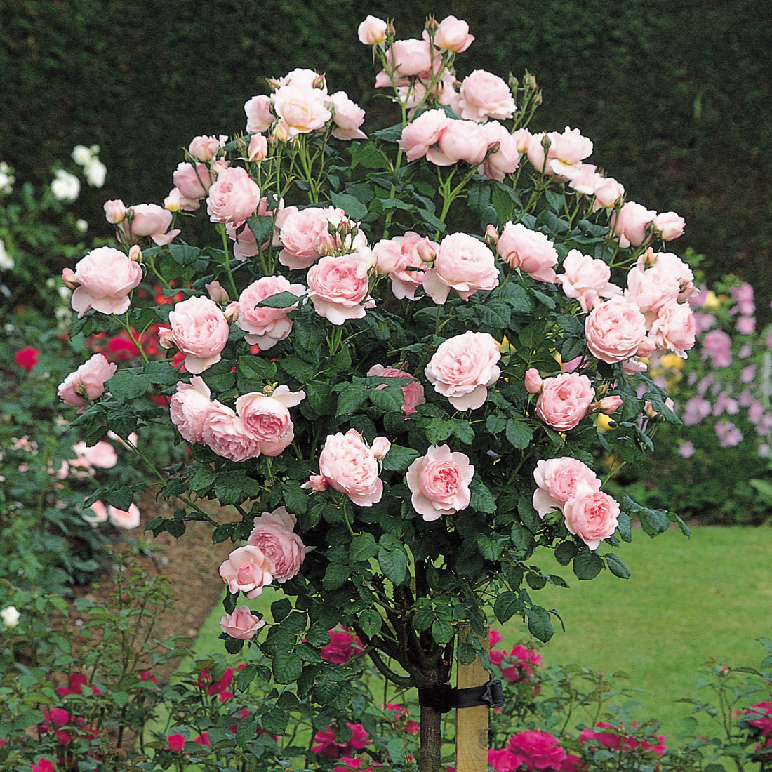Tree Roses - David Austin Roses