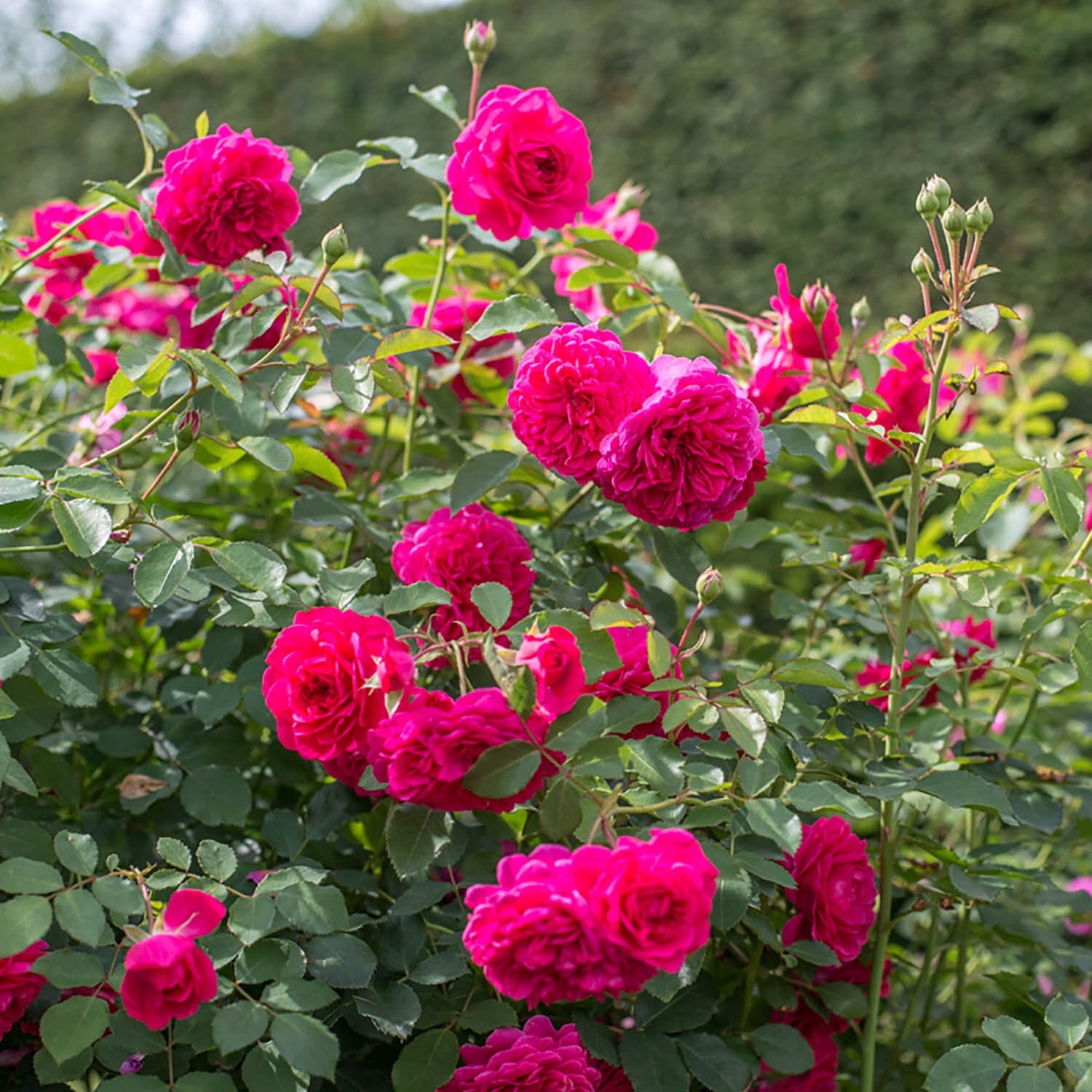 Sir John Betjeman | English Shrub Rose | David Austin Roses