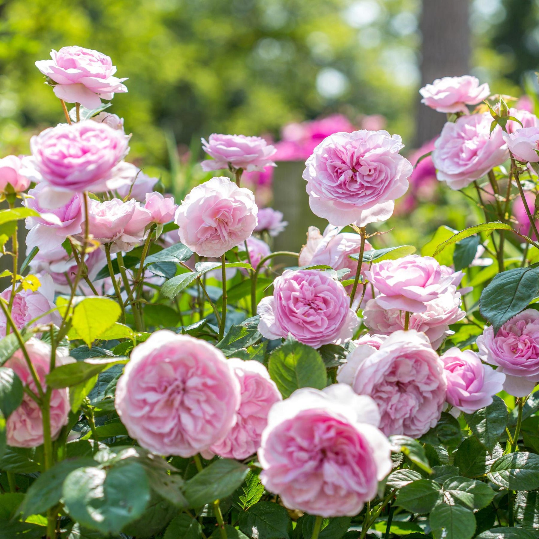 Olivia Rose Austin (Ausmixture) | English Shrub Rose | David Austin Roses