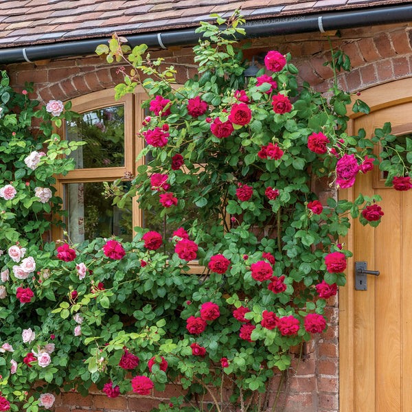 Transform Walls with Climbing Roses