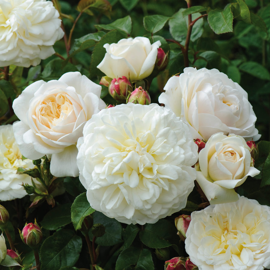 How to Plant Bare Root Standard Roses: Step-by-Step | David Austin