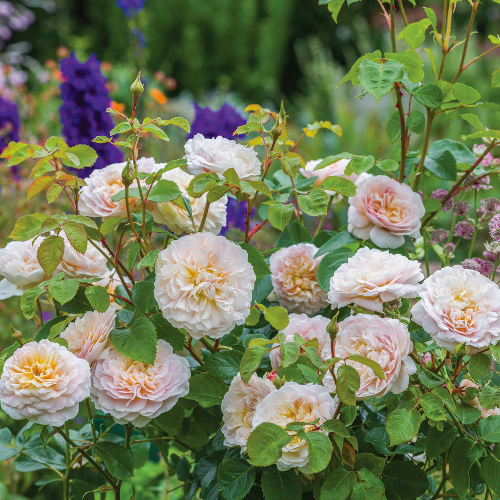 Emily Brontë (Ausearnshaw) | English Shrub Rose | David Austin Roses