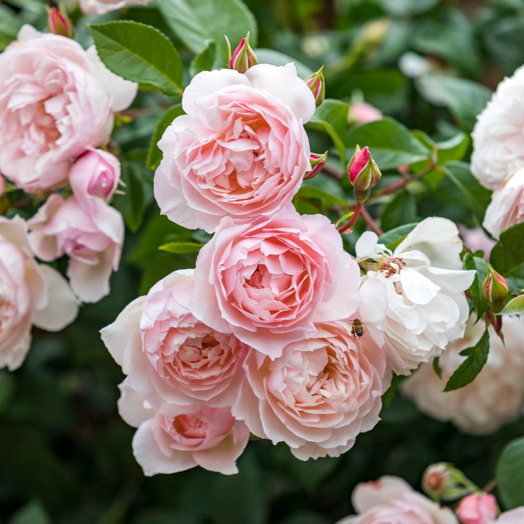 Most Fragrant Climbing Roses - David Austin Roses