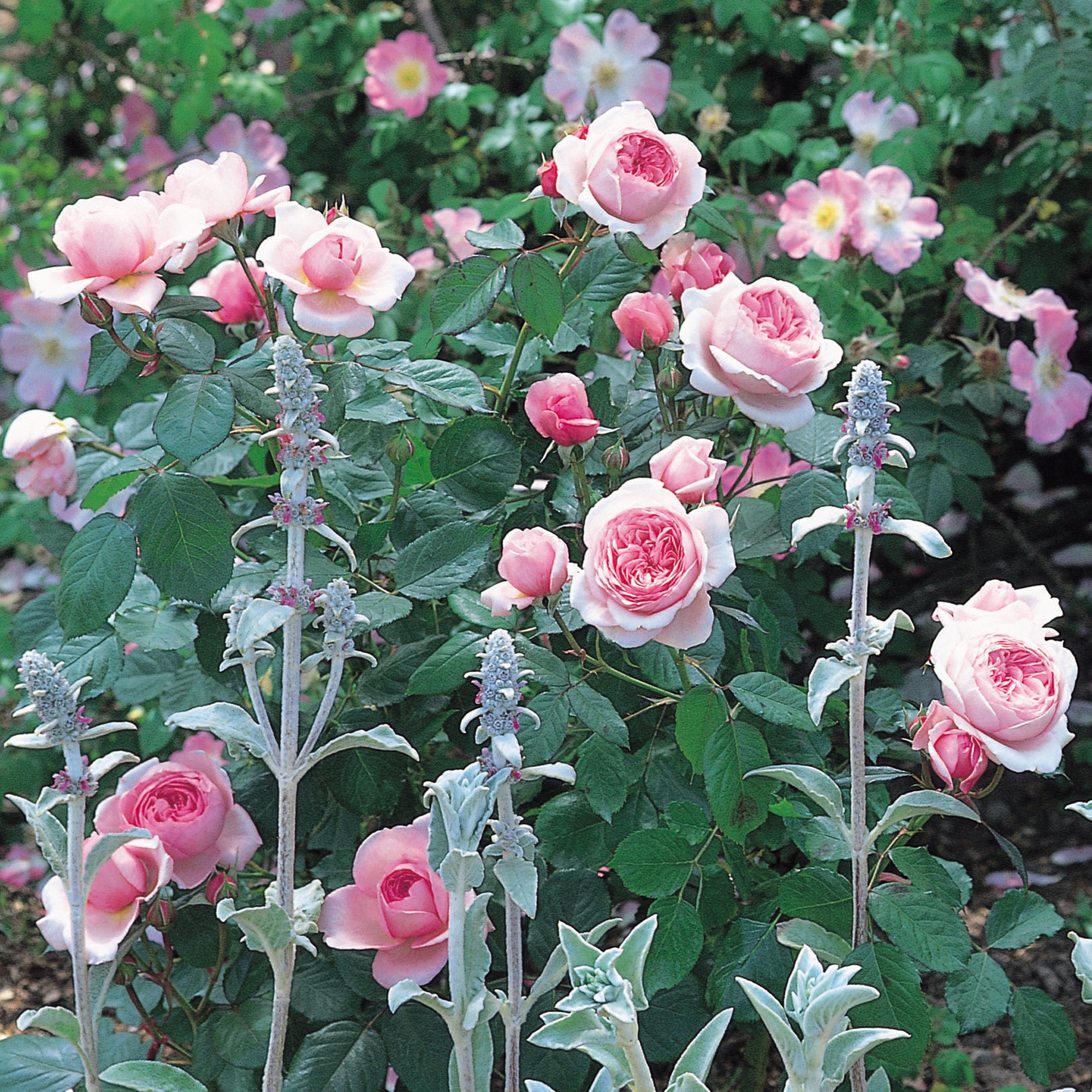 Geoff Hamilton (Ausham) | English Shrub Rose | David Austin Roses