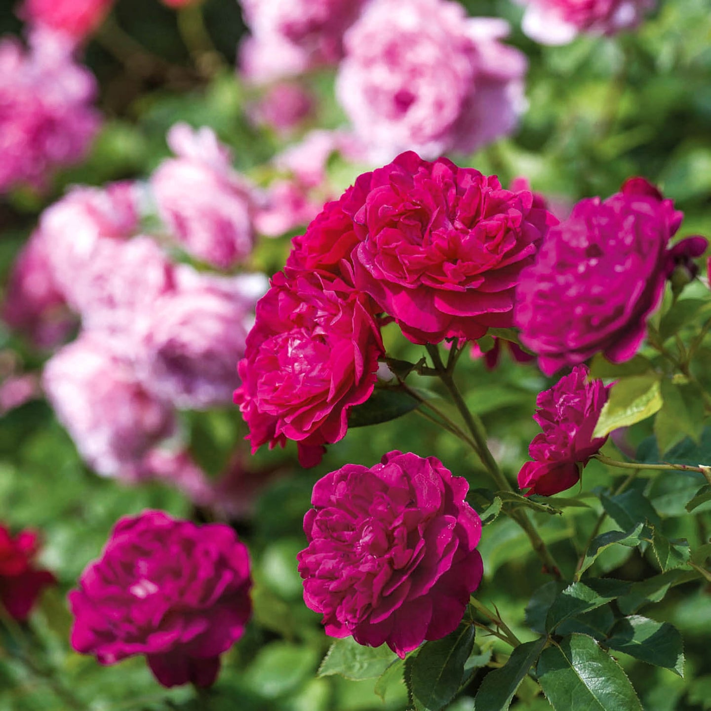 Darcey Bussell (Ausdecorum) | English Standard Tree Rose | David Austin ...