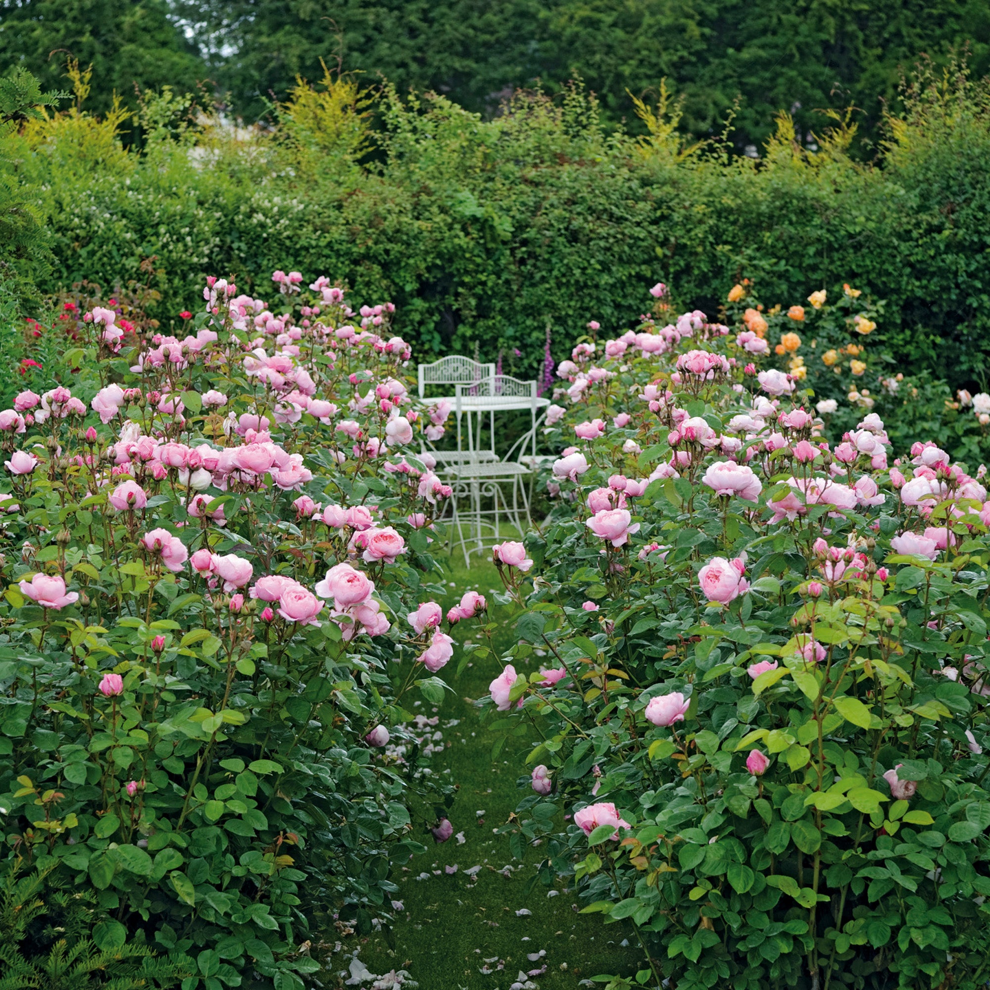 The Alnwick Rose (Ausgrab) | English Shrub Rose | David Austin Roses