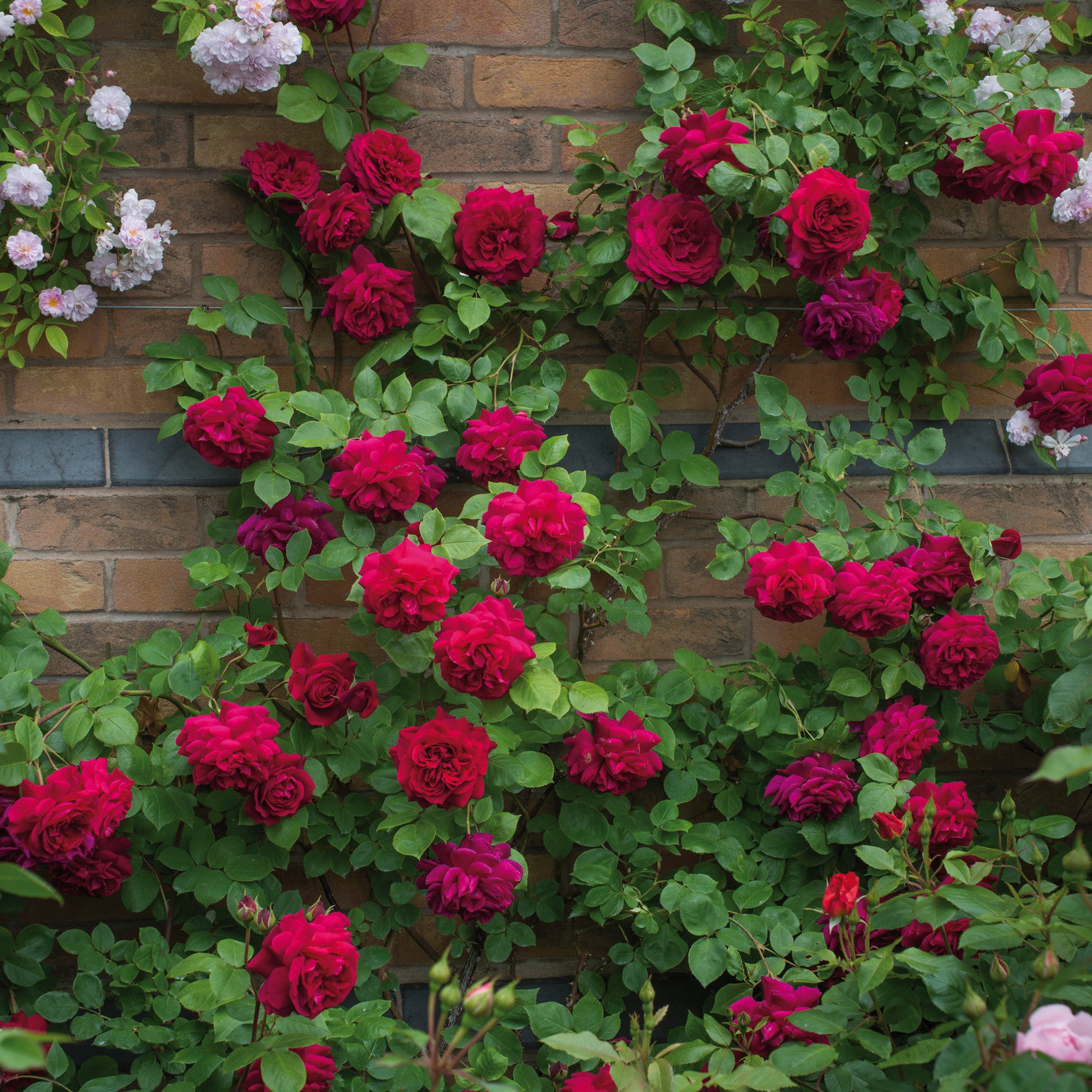 Tess of the d’Urbervilles (Ausmove) | English Climbing Rose | David ...