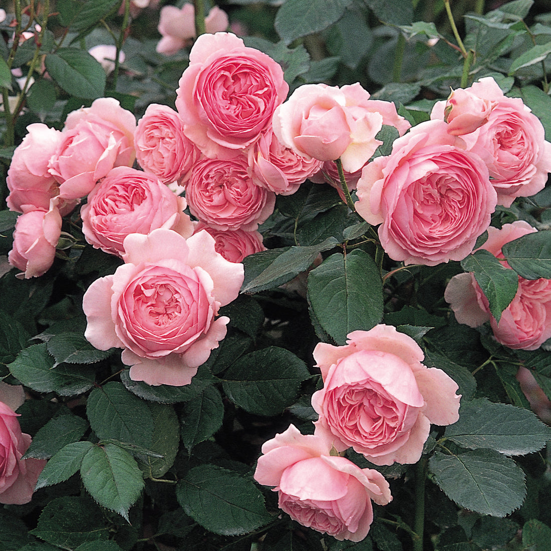 Geoff Hamilton (Ausham) | English Shrub Rose | David Austin Roses