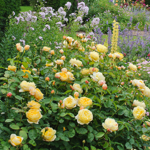 Charlotte (Auspoly) | English Shrub Rose | David Austin Roses