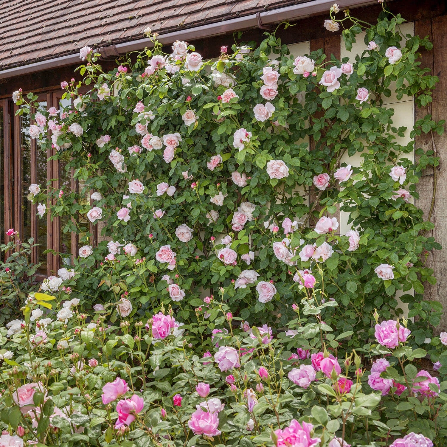 St. Swithun (Auswith) | English Climbing Rose | David Austin Roses