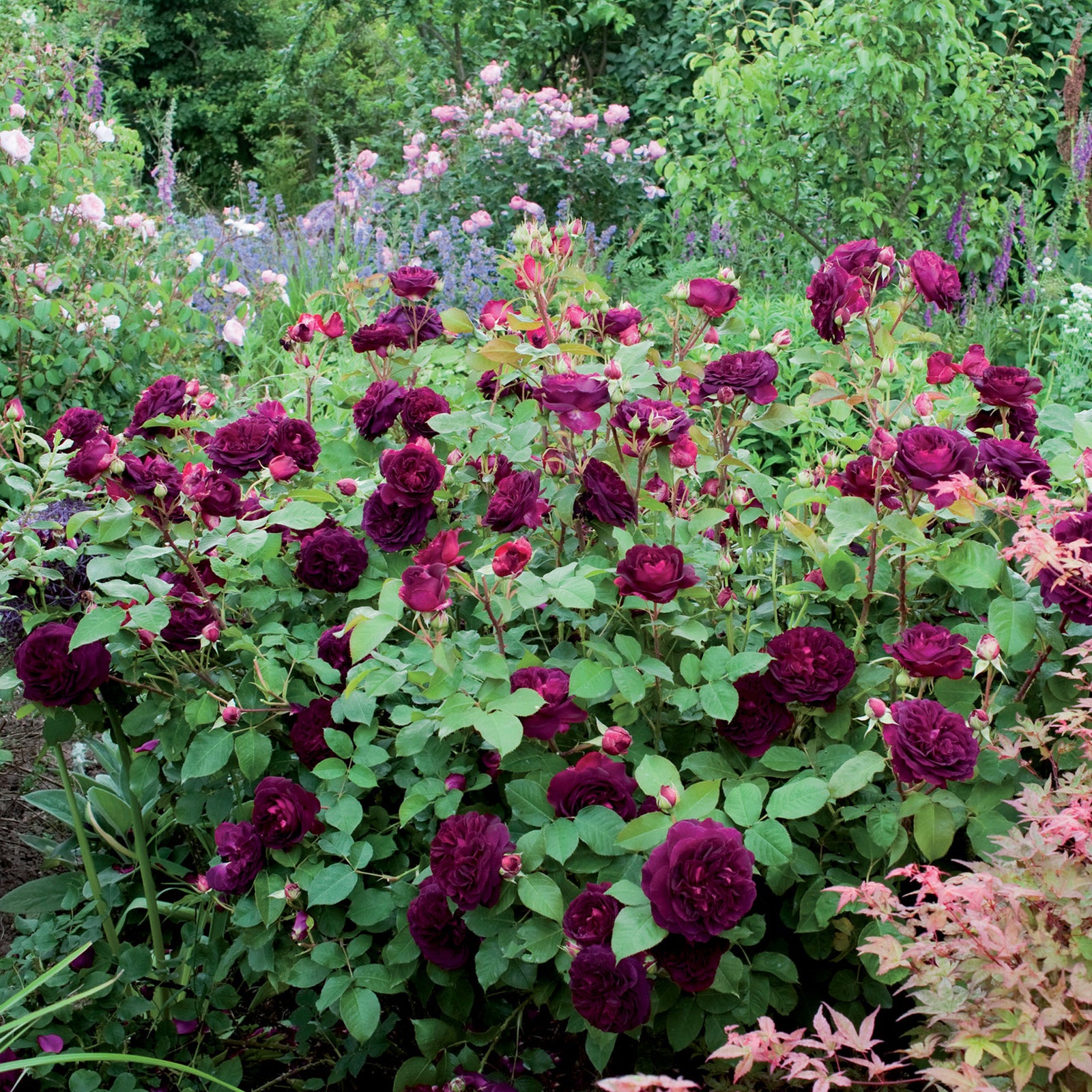 Munstead Wood (Ausbernard) | English Shrub Rose | David Austin Roses