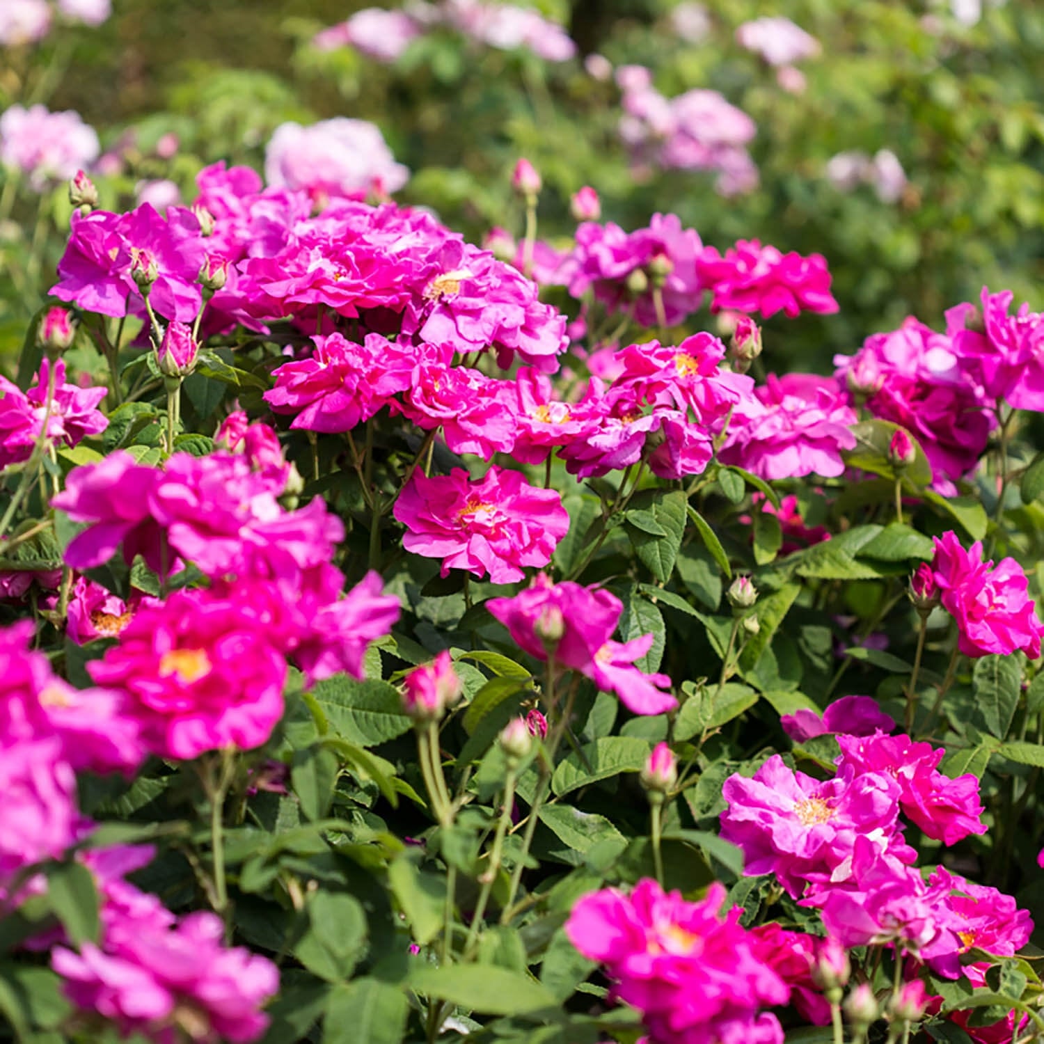 R. gallica ‘Officinalis’ | Old Rose | David Austin Roses