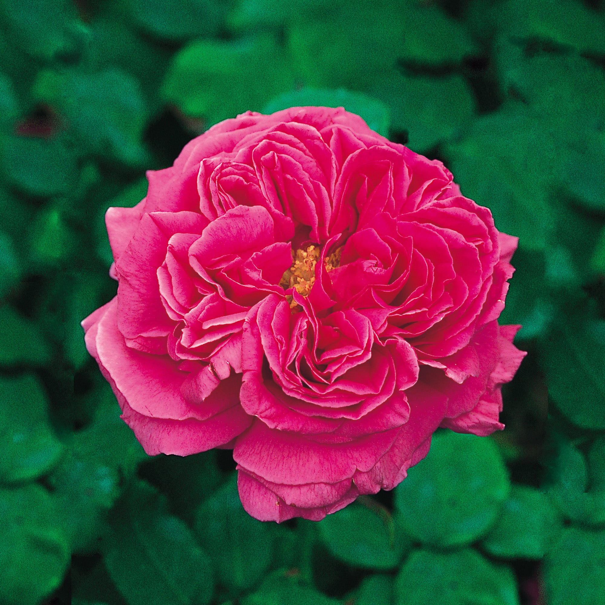 Mme. Isaac Pereire | Old Rose | David Austin Roses