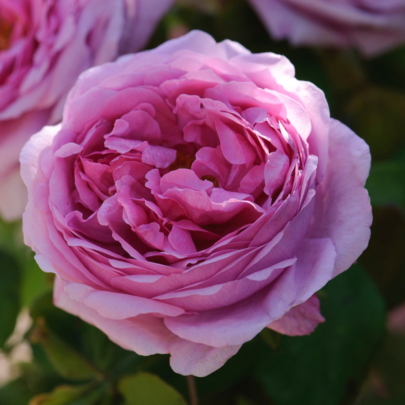 Old Roses - David Austin Roses