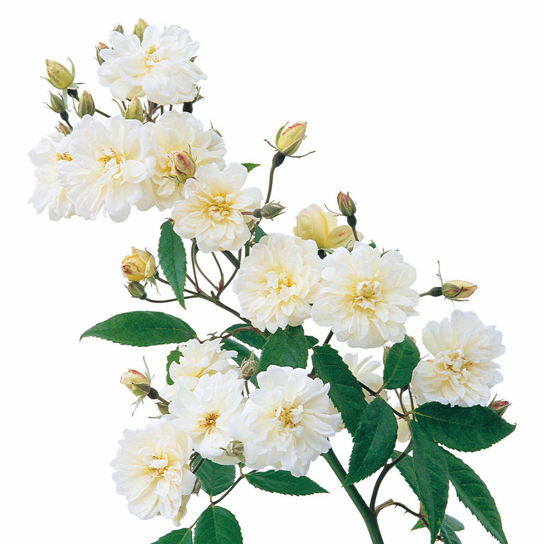 Snow Goose (Auspom) | English Rambling Rose | David Austin Roses