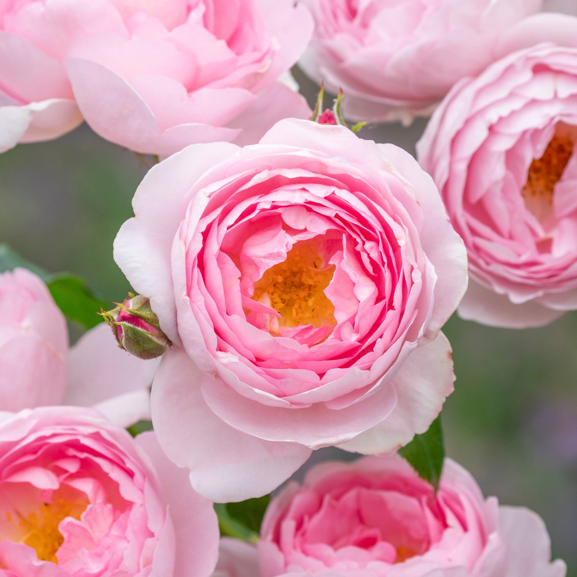 Rosa Gallica Officinalis: The Apothecary’s Rose in Shakespeare’s Garde