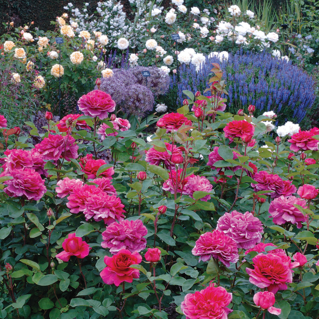 Noble Antony (Ausway) | English Shrub Rose | David Austin Roses