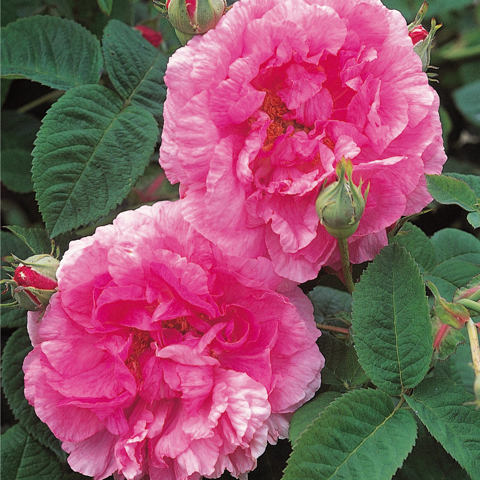 Empress Joséphine | Old Rose | David Austin Roses