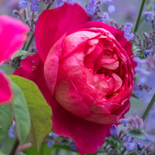 Benjamin Britten (Ausencart) | English Shrub Rose | David Austin Roses