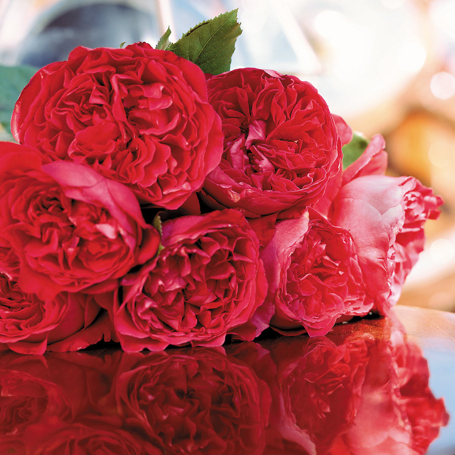 Eden Climber Red (Meidrason) | Climbing Rose | David Austin Roses