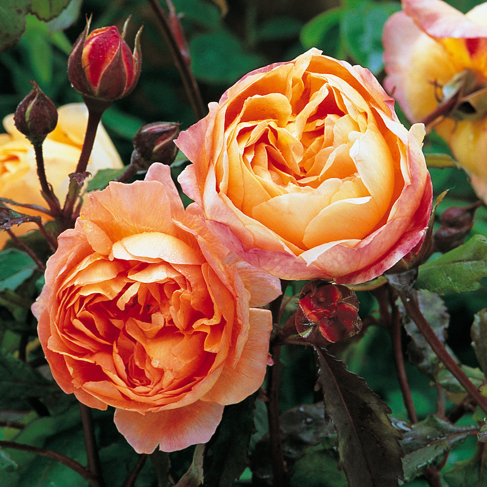 Lady Emma Hamilton (Ausbrother) | English Shrub Rose | David Austin Roses