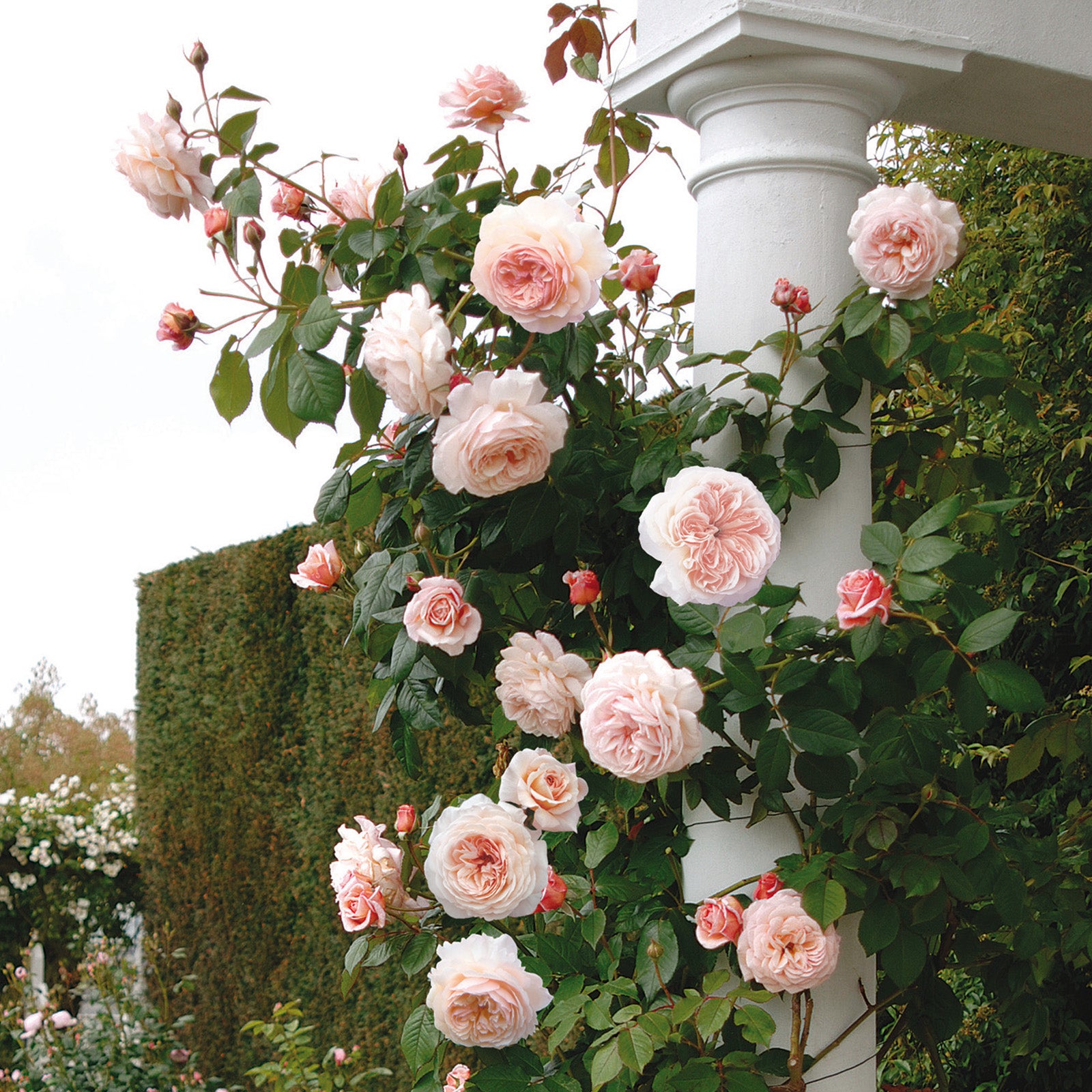 A Shropshire Lad (Ausled) | English Climbing Rose | David Austin Roses