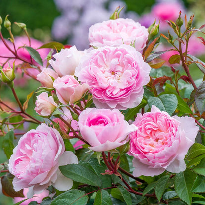 Our Most Beautifully Fragrant Roses - David Austin Roses