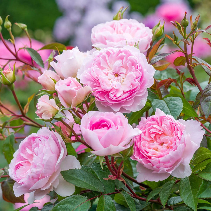 Shrub Roses - David Austin Roses